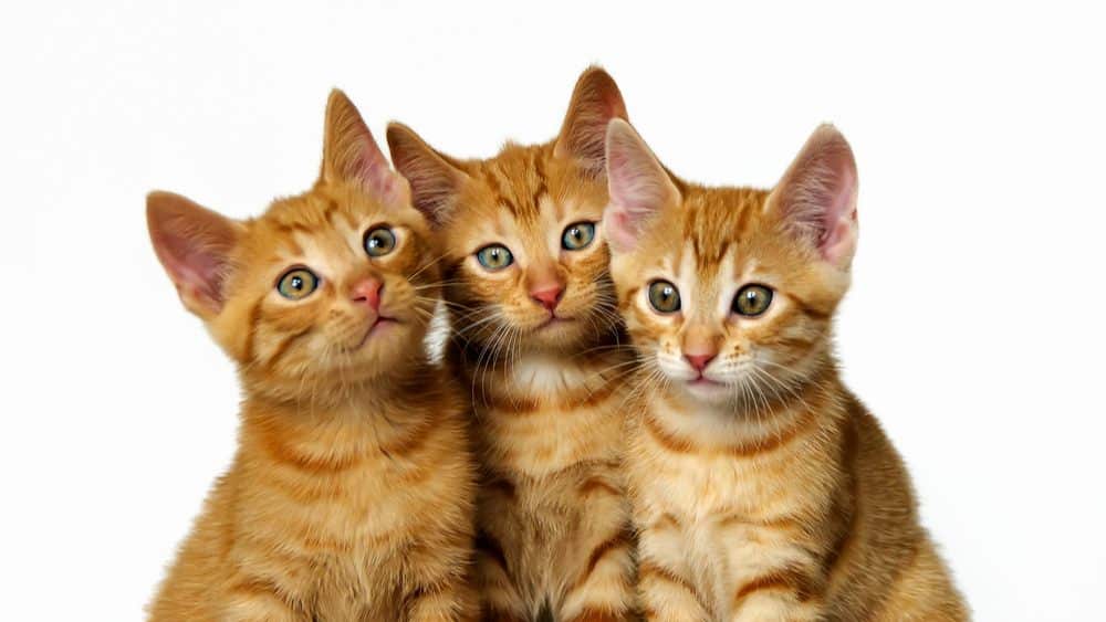 Purrfect Cat Breeds | Orange Cat Breeds