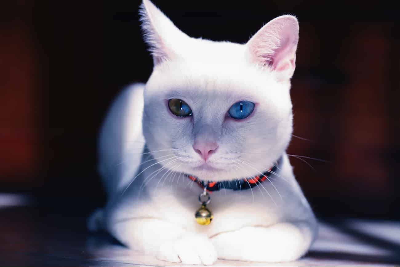 Khao Manee Cat Breed Profile - Purrfect Cat Breeds