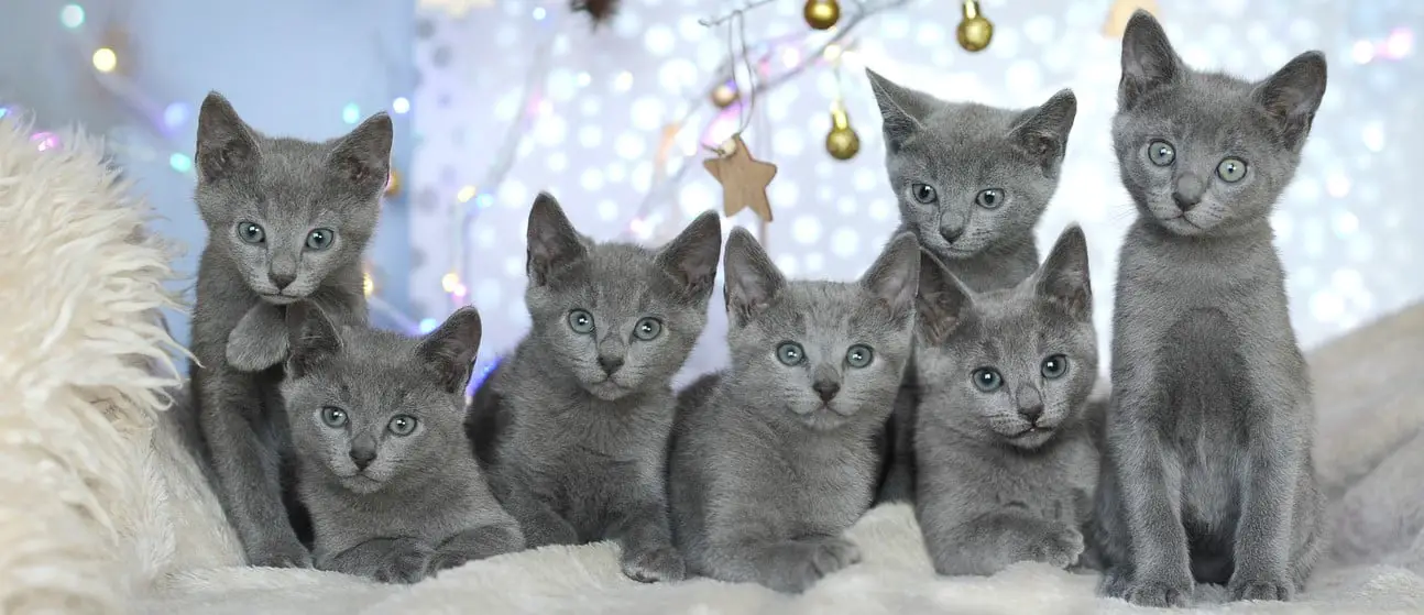 8 Beautiful Grey Cat Breeds • Purrfect Cat Breeds